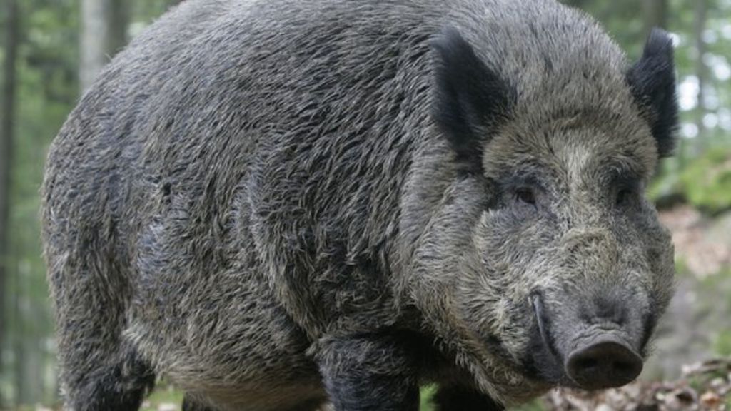 Princess Anne's pig killed in 'wild boar attack' - BBC News