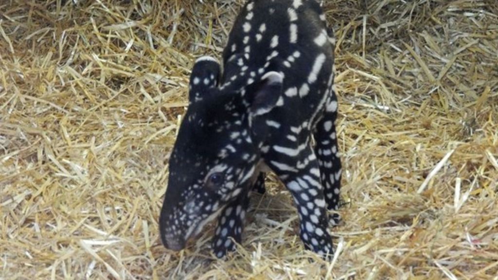 Tiny tapir calf born at new year in Edinburgh Zoo - BBC Newsround