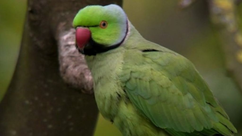 Potteric Carr Nature Reserve's birds reach record level - BBC News