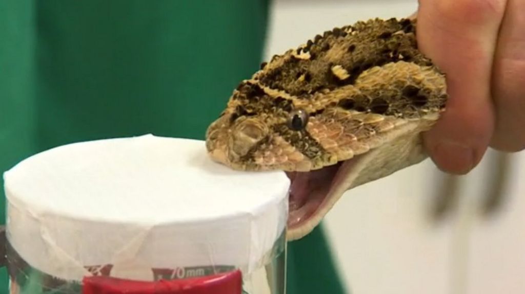 Universal snake anti-venom planned by researchers - BBC News