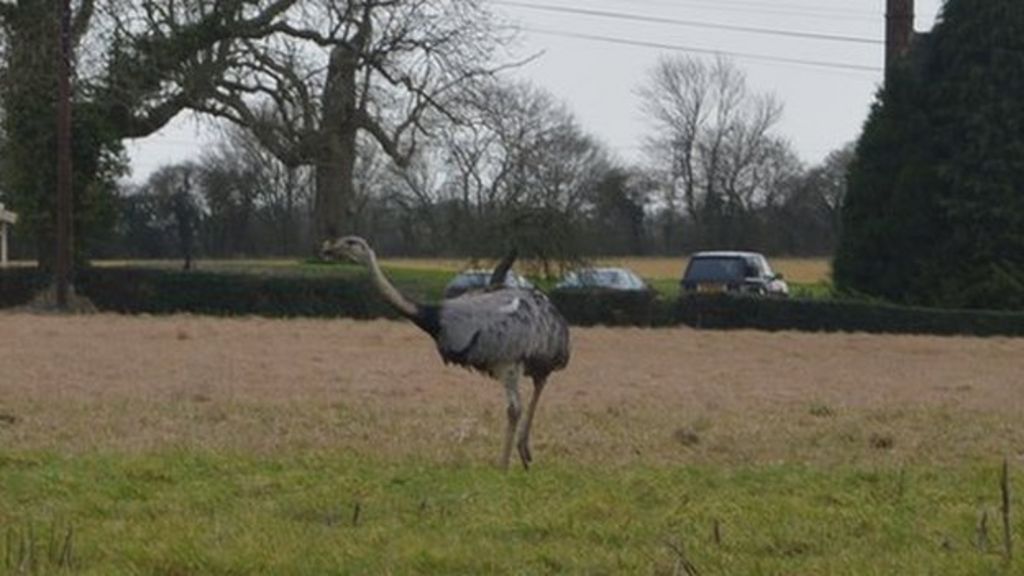 Escaped rhea filmed running across field near Brent Pulham - BBC News