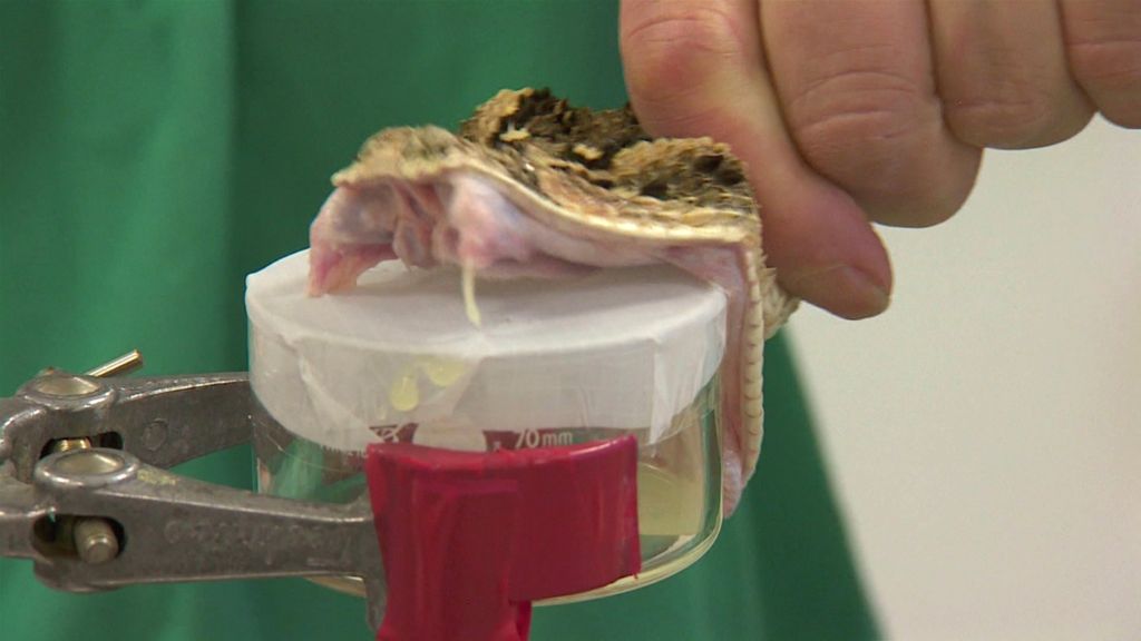 How to extract venom from a snake - 15 secs - BBC News