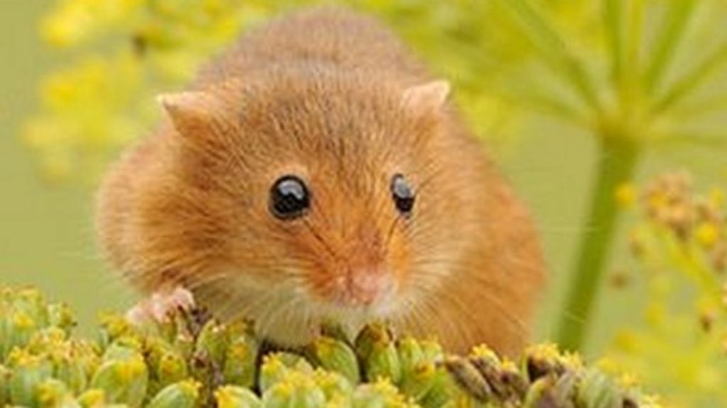 Harvest mouse sees North East resurgence - BBC News