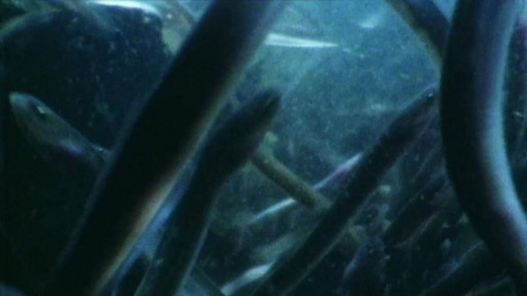 Osterley Lock Grand Union Canal eel pass structure built - BBC News