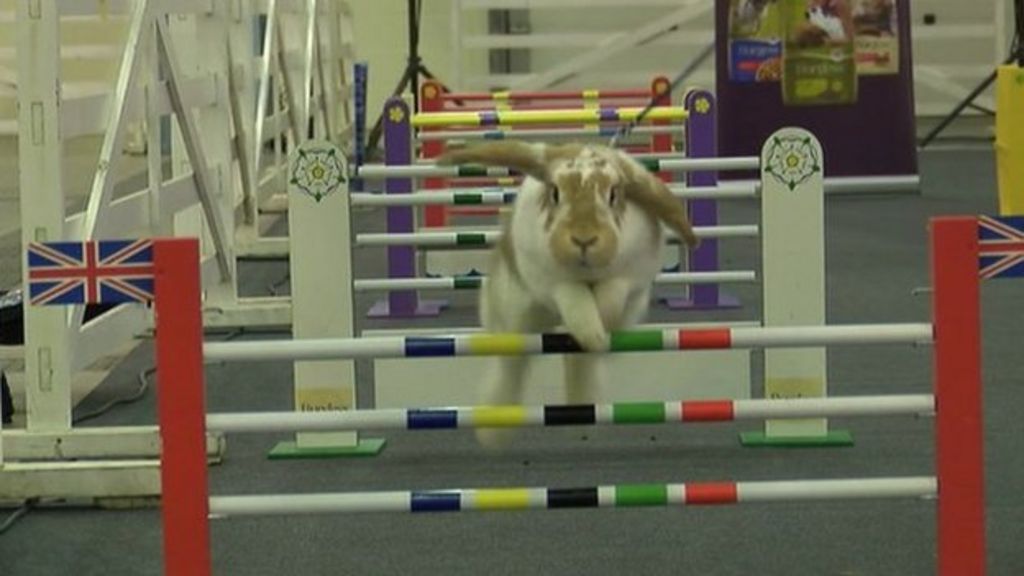 Swedish showjumping rabbits at Great Yorkshire Showground - BBC News