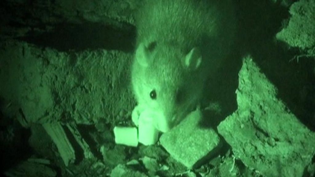 Rat eradication ship sets sail for South Georgia - BBC News