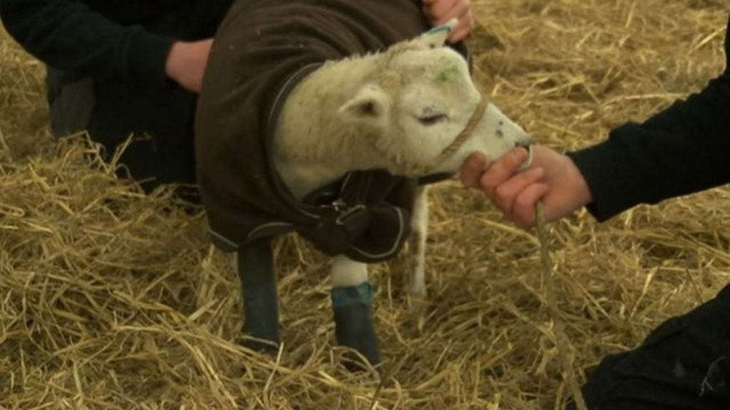 Lame lamb learns to walk with leg splints - BBC News
