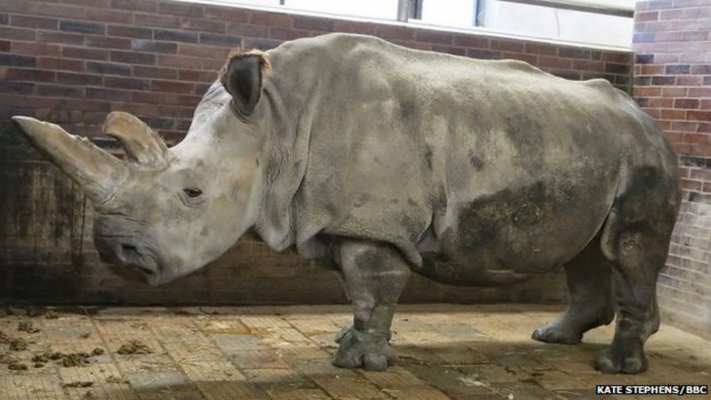 Death of rare Northern White Rhino leaves four alive - BBC News