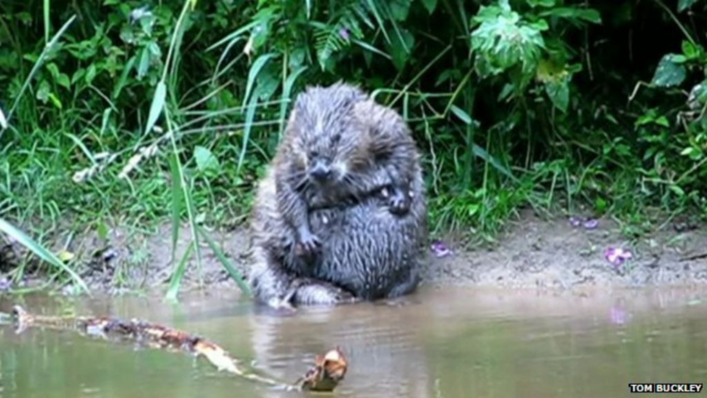 Beaver family allowed to stay on Devon river - BBC News