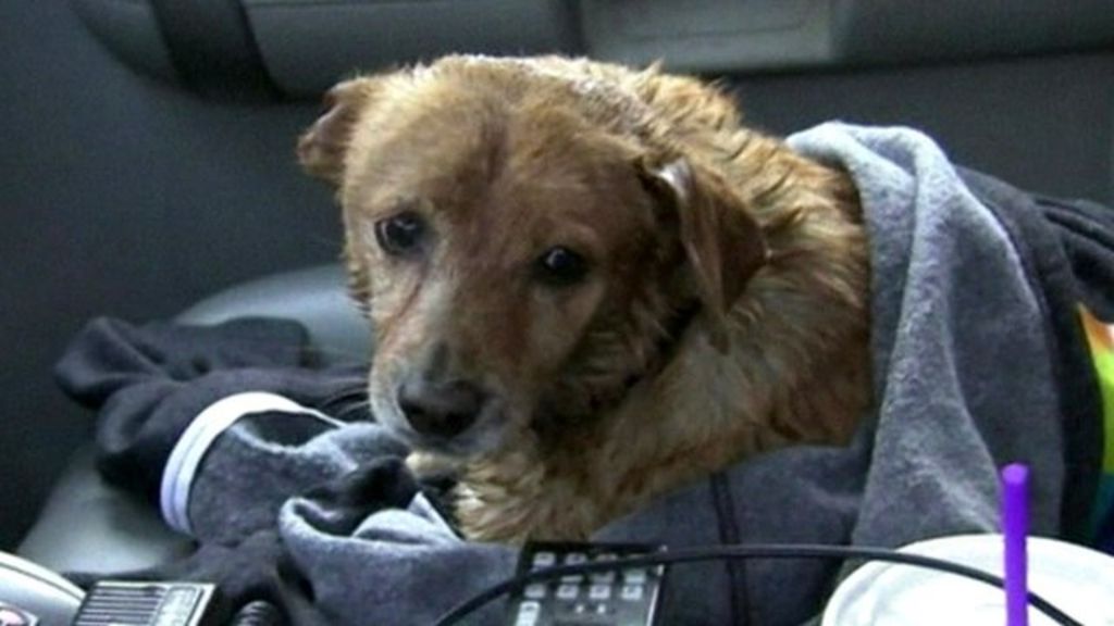 Helicopter rescue for dog trapped in California river - BBC News