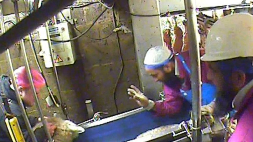 Thirsk slaughterhouse 'attacks' probed by FSA - BBC News