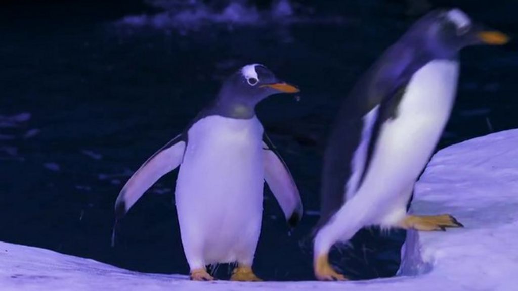 Fake ice too slippery for penguins - BBC Newsround