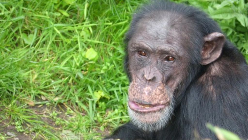 Chimps change grunts in new home - BBC News