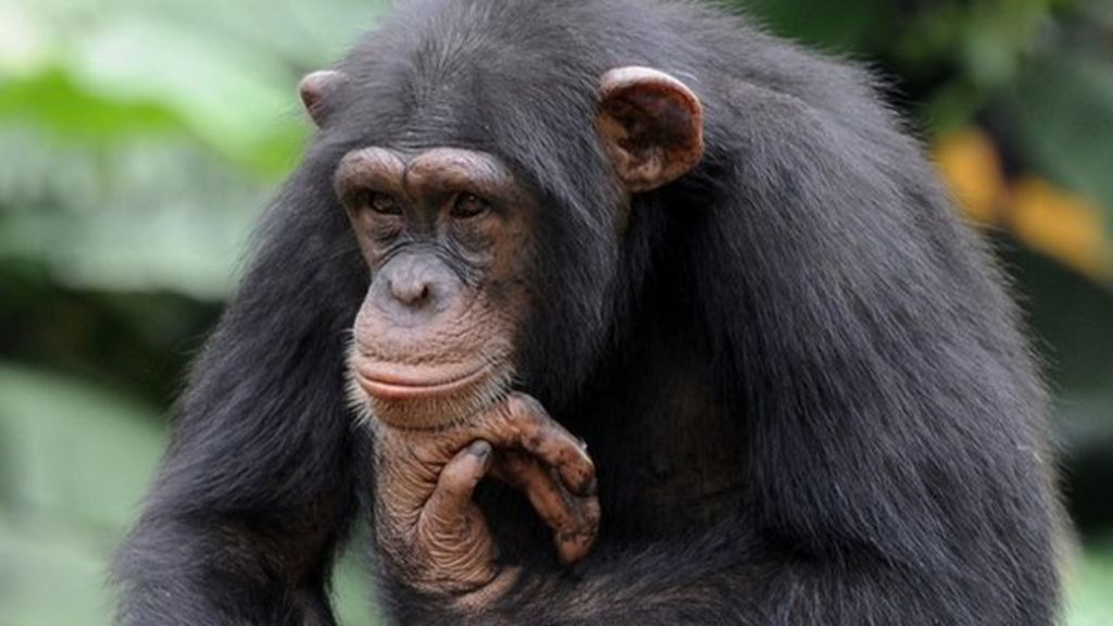 Chimps develop Scottish accents - BBC Newsround