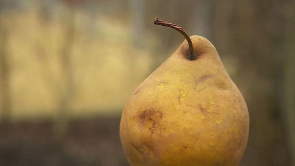 How do you save an endangered pear? - BBC News