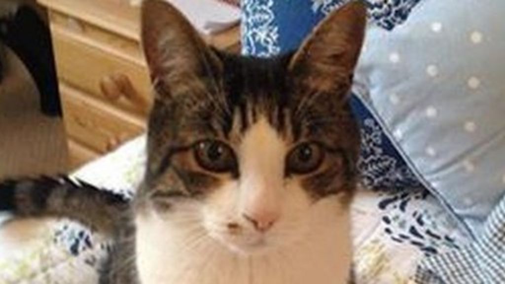 Malcolm the cat and owner Susan MacDonald reunited after 8 years - BBC News