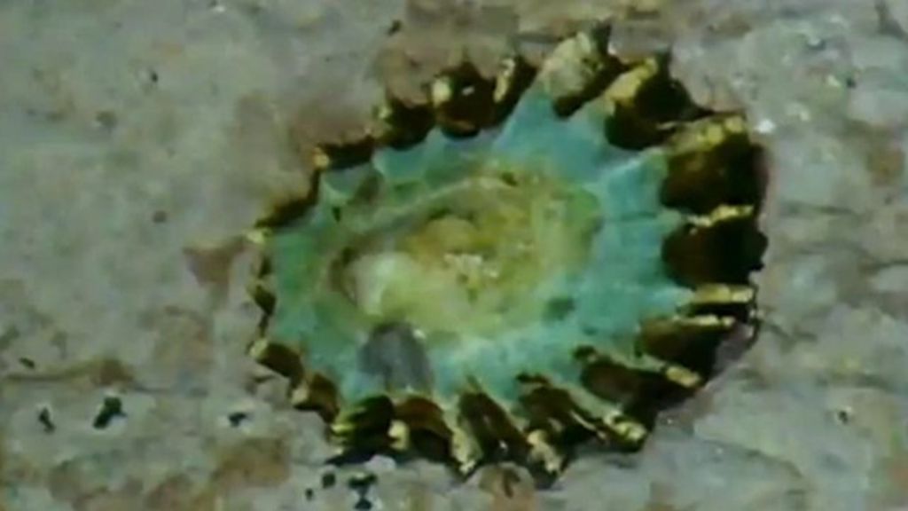 Limpet teeth 'beat spider silk' in strength test - BBC News