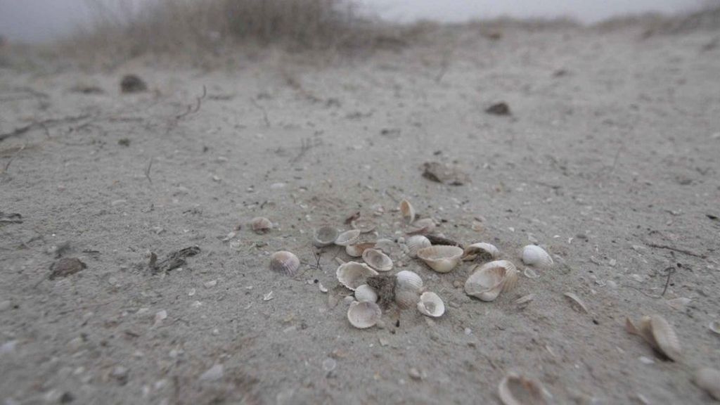 Aral Sea - chapter 4 - BBC News