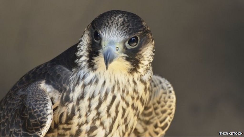 Shooting estate raided over dead peregrine falcon - BBC News