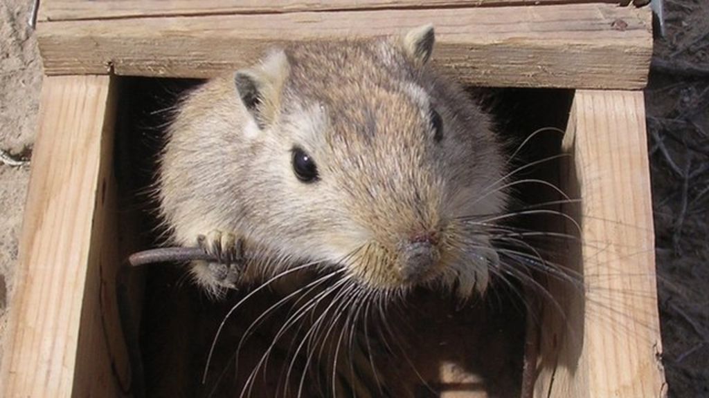 'Gerbils not rats' carried the plague to Europe - BBC News