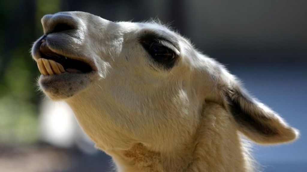 Llamas on the loose! - BBC Newsround
