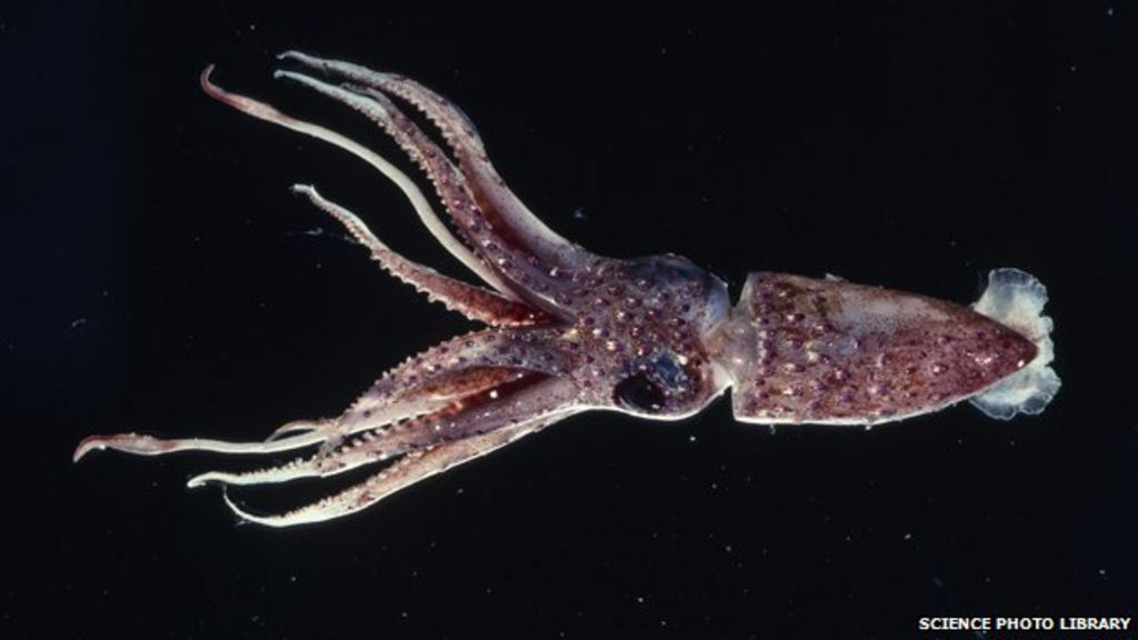 10 things we didn't know last week - BBC News