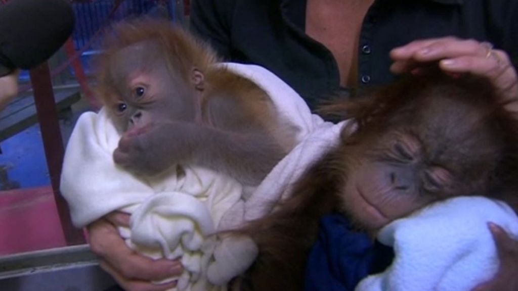 Hunt for new mother for rescued orangutans - BBC News