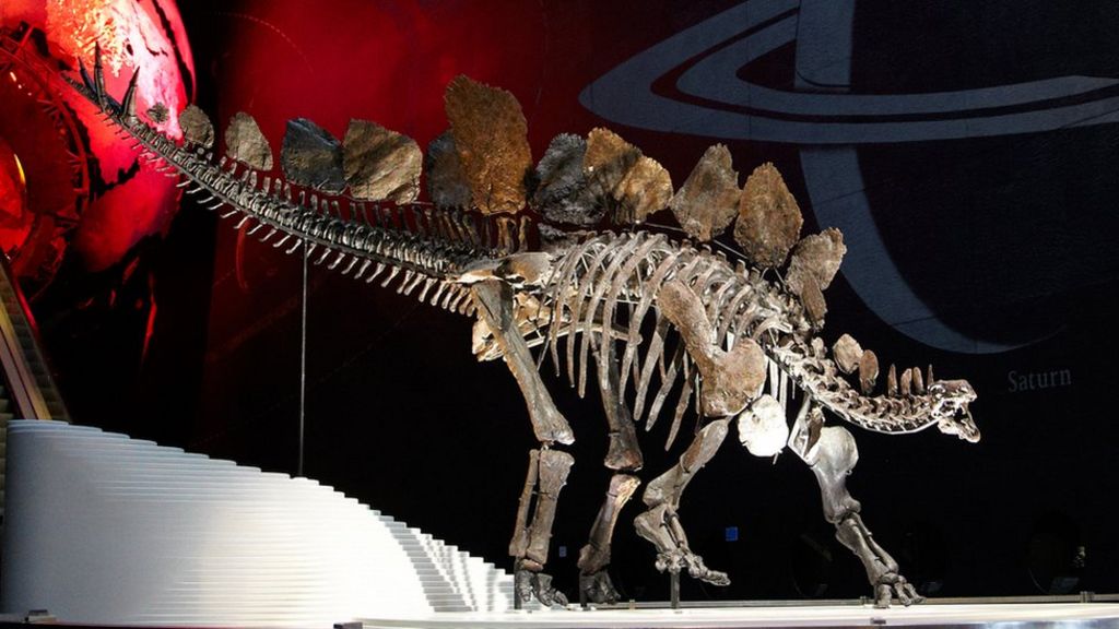 Stegosaurus's body weight revealed - BBC Newsround