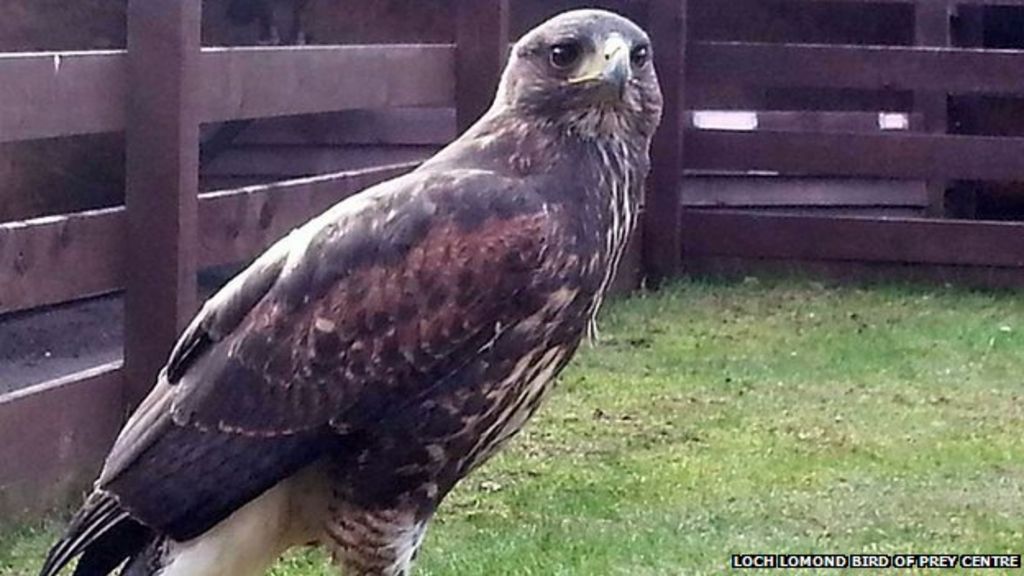 Harris hawks stolen from Loch Lomond bird sanctuary - BBC News