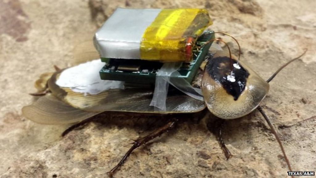 The cockroach turned into a cyborg - BBC News