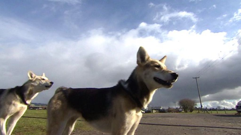 How husky dogs train in the UK - BBC Newsround