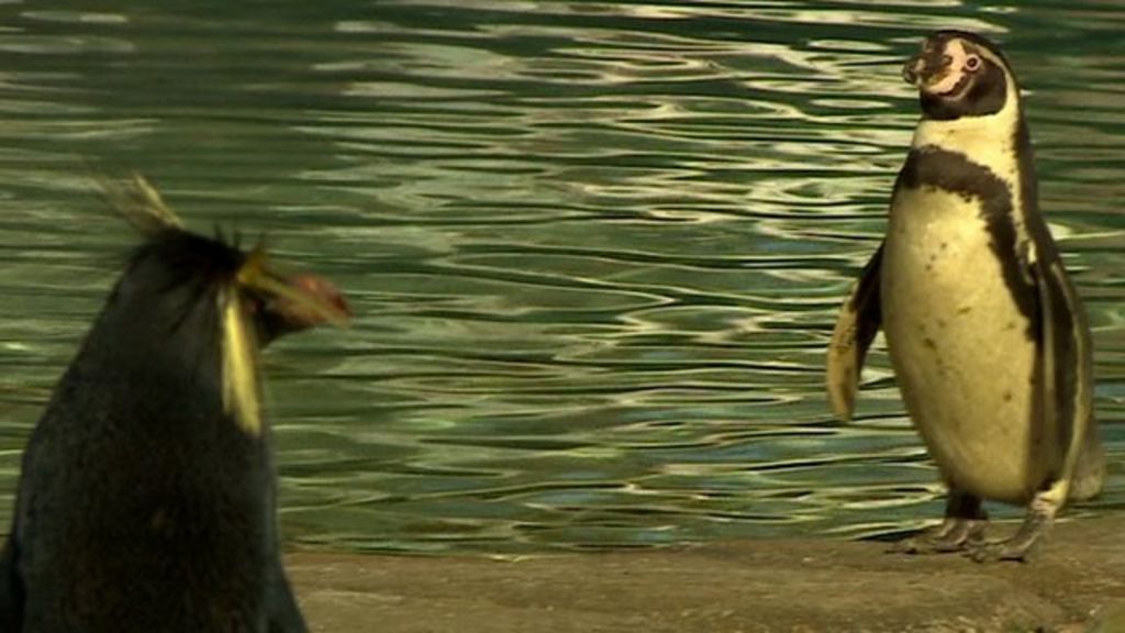 Penguins' waddle investigated by scientists at London Zoo - BBC News