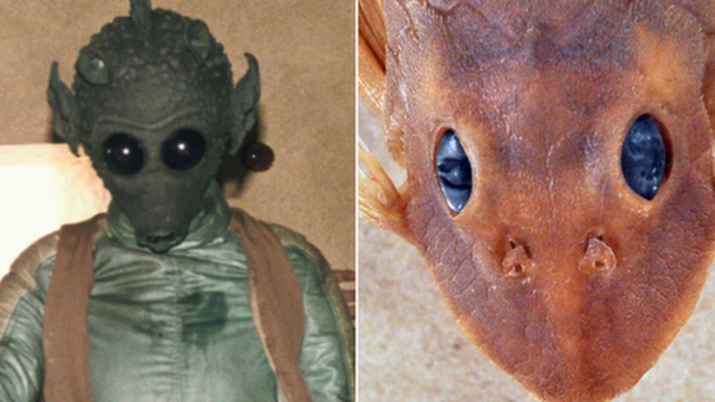 Star Wars bounty hunter inspires new fish name - BBC News