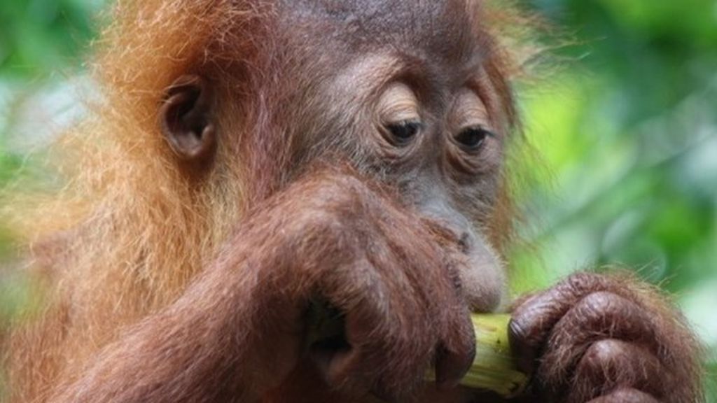 Orangutans cup their mouths to alter their voices - BBC News