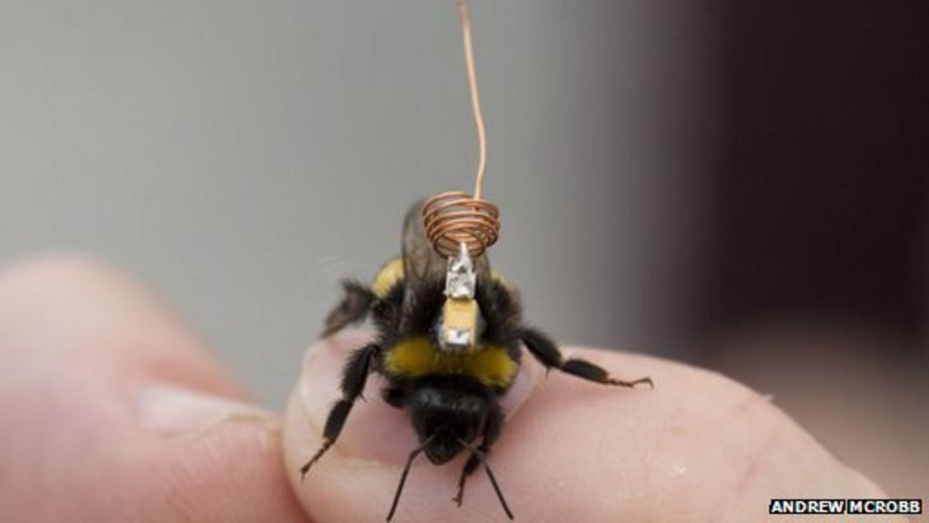 Bee behaviour mapped by tiny trackers - BBC News