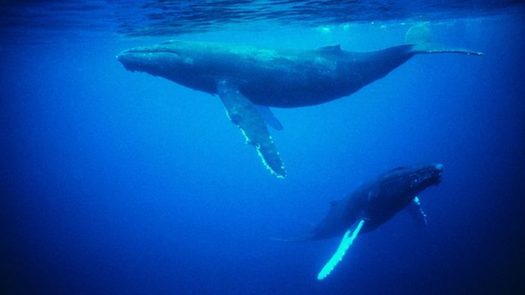 Breakthrough for understanding whale communication - BBC News