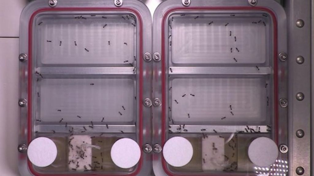 Ants carried to the International Space Station - BBC News