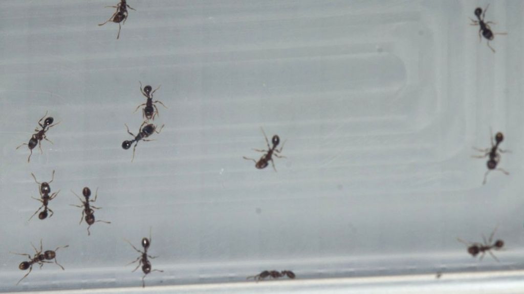 Ants in space grapple well with zero-g - BBC News
