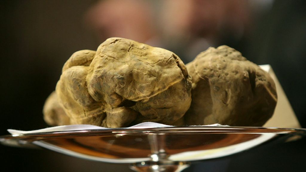 UK farmers growing rare and valuable truffles - BBC Newsround