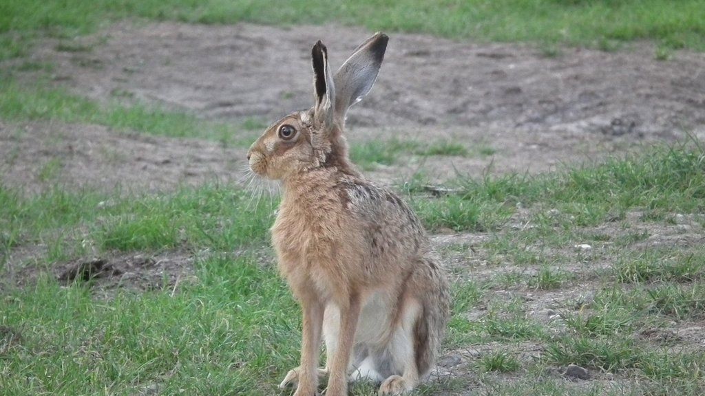 Counting the UK's rabbits and hares - BBC Newsround