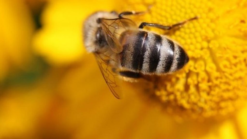 Why a digital bee brain is piloting a drone - BBC News
