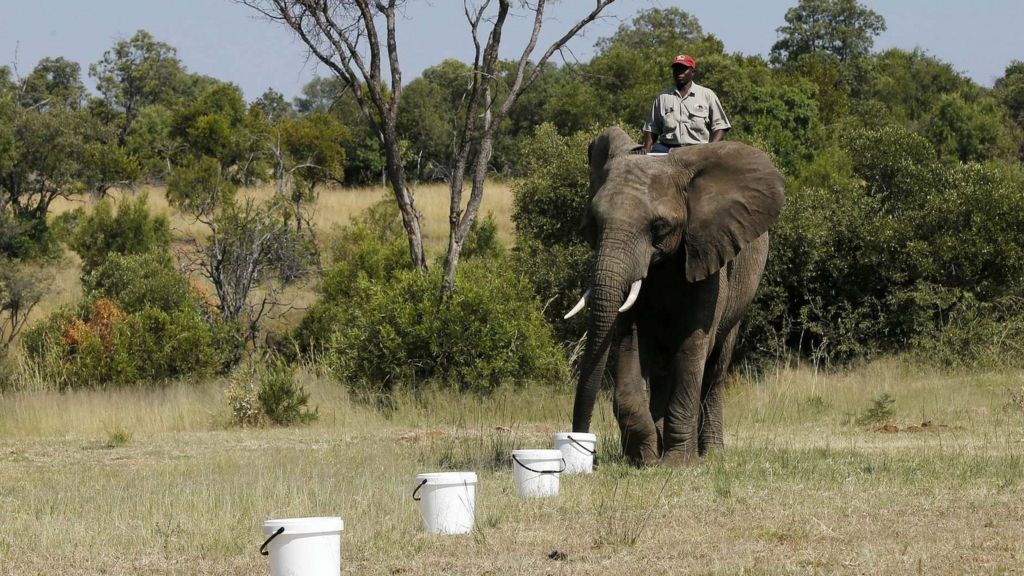 Elephants trained to smell out explosives - BBC Newsround