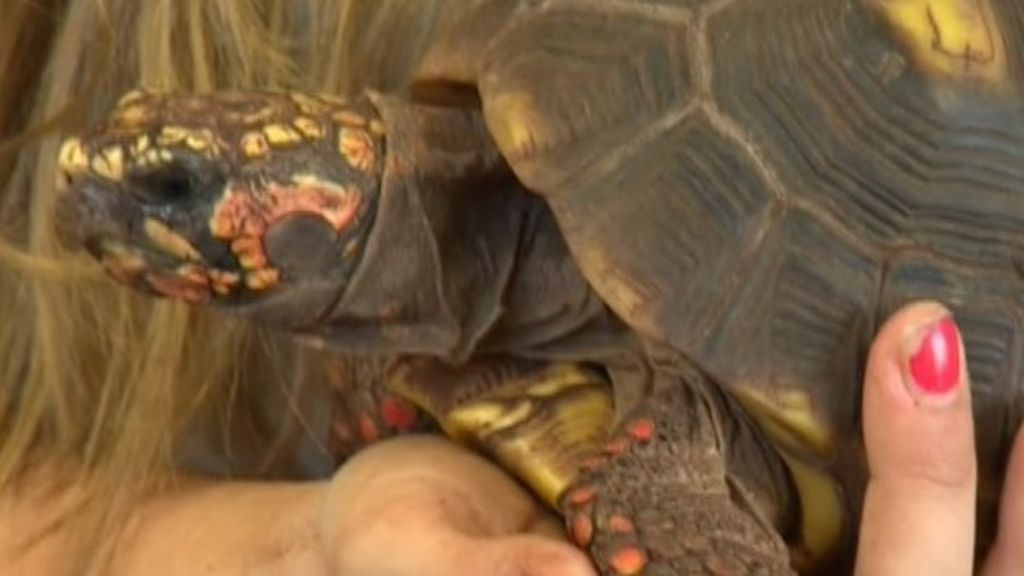 Charles Darwin the tortoise opens University of Lincoln science lab ...