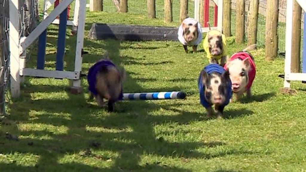 Election 2015: Devon pigs in race to Downing Street - BBC News