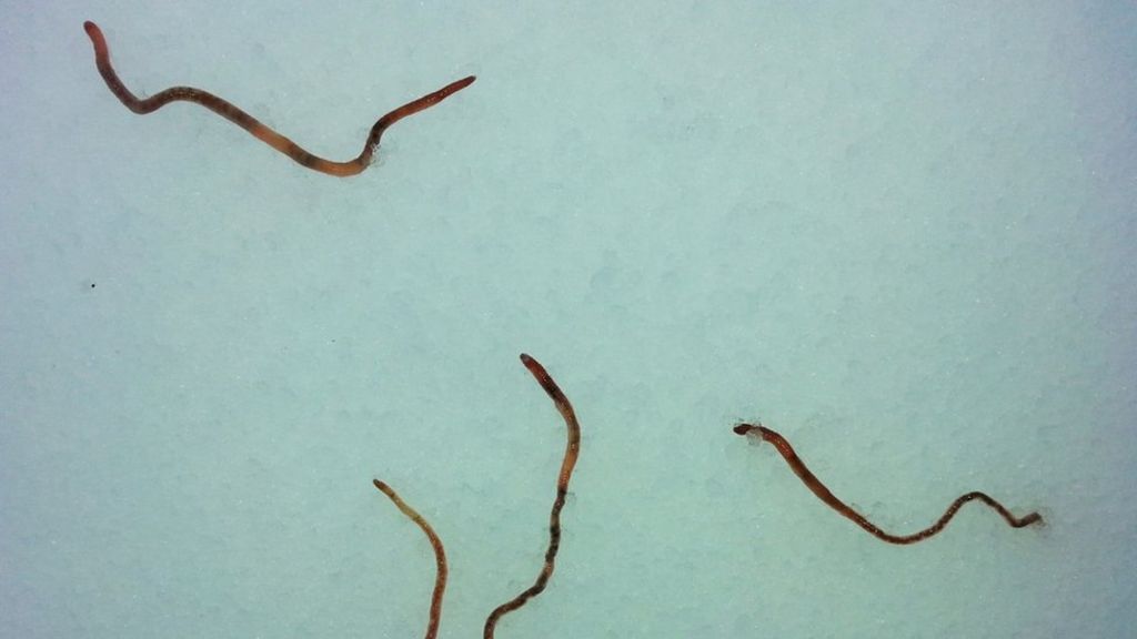 It's been raining worms in Norway - BBC News