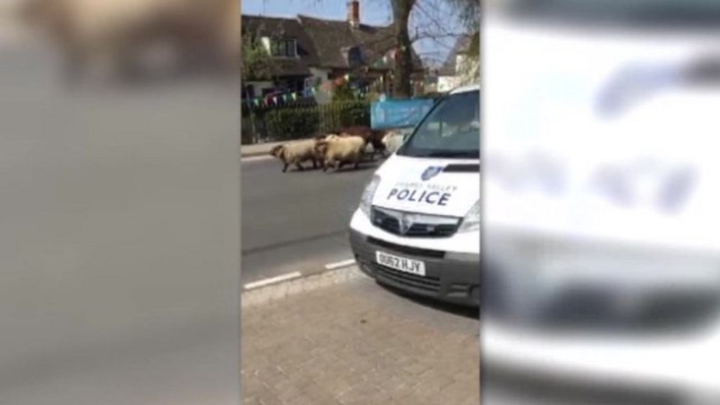 Police called in to round up unruly sheep in Chipping Norton - BBC News
