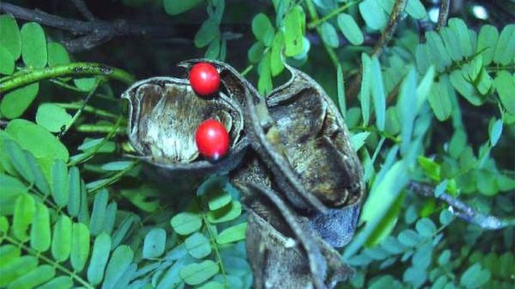 Abrin: Boy, 16, sentenced after ordering deadly toxin online - BBC News