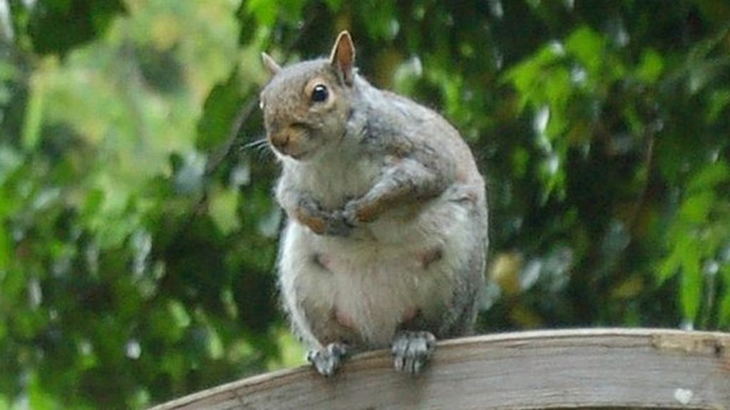 Ambulance called for dead Epping Forest squirrel - BBC News