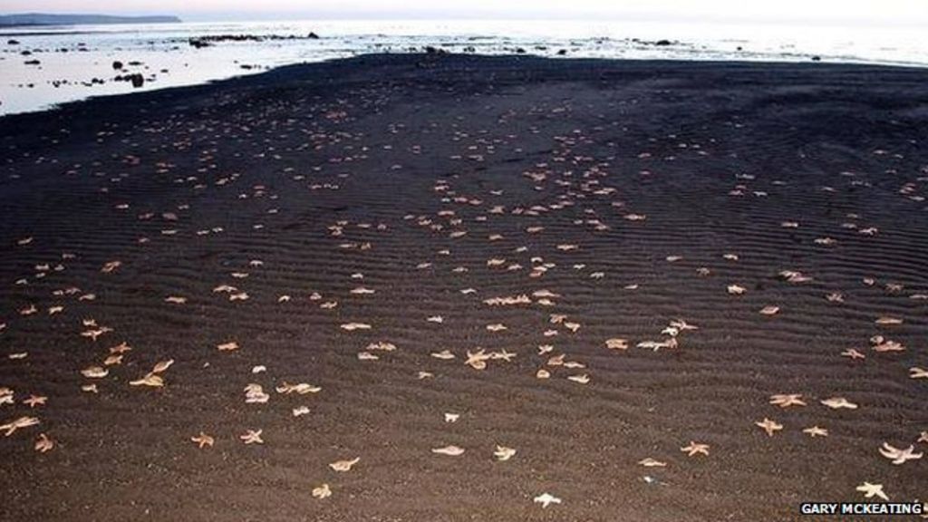 Hundreds of starfish stranded on Workington beach - BBC News