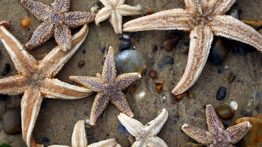 Hundreds of starfish stranded on Workington beach - BBC News